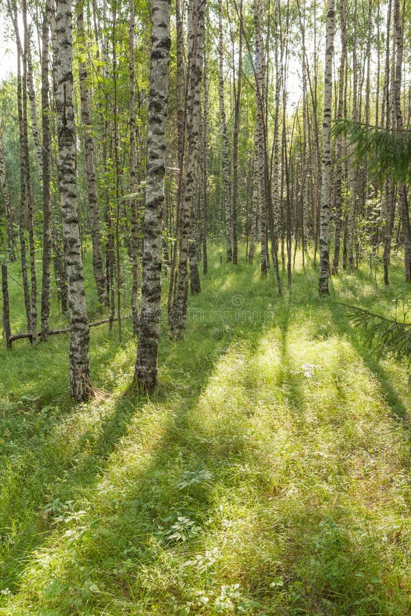 Spring wood. stock image. Image of grass, solar, landscape - 37885859