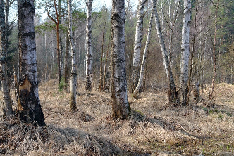Spring wood. stock photo. Image of yearsgrass, birches - 765692