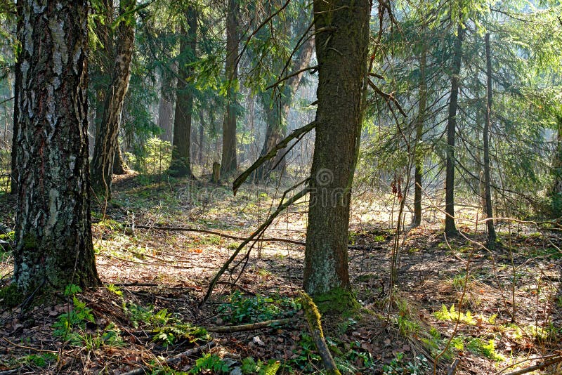 Spring wood. stock image. Image of nature, first, trees - 779425