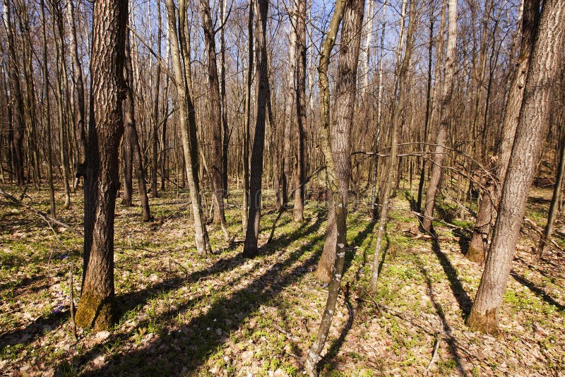 Spring wood stock photo. Image of leaf, travel, footpath - 54564032