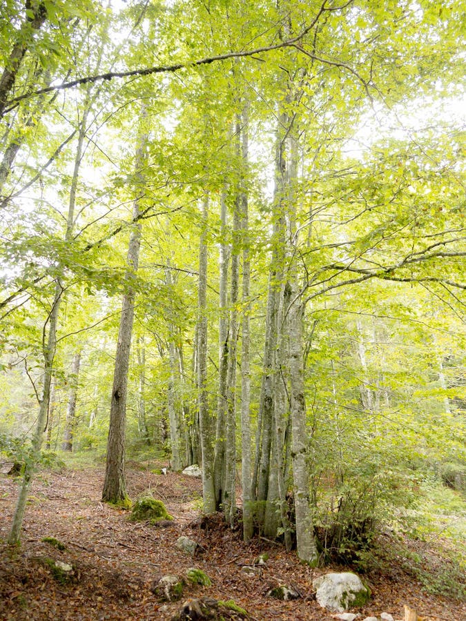 Spring wood stock photo. Image of golden, tree, bushes - 95644826