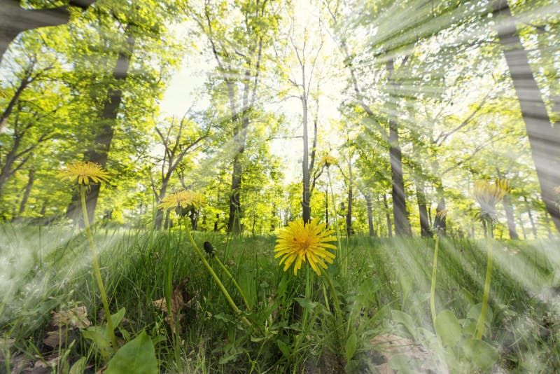 Spring wood stock photo. Image of landscape, dandelion - 30918952