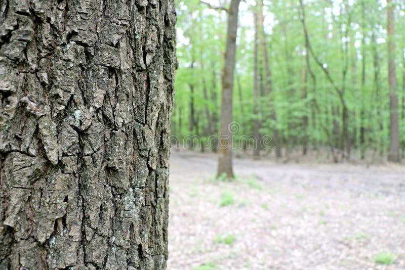 Spring Wood stock photo. Image of department, leafs, forest - 71160582