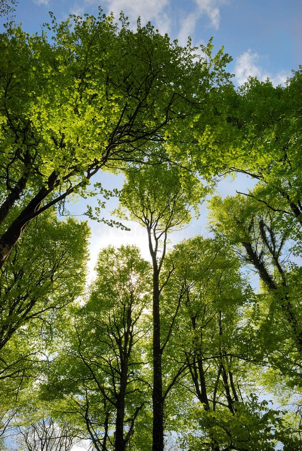 Spring woodland stock photo. Image of trees, countryside - 64920300
