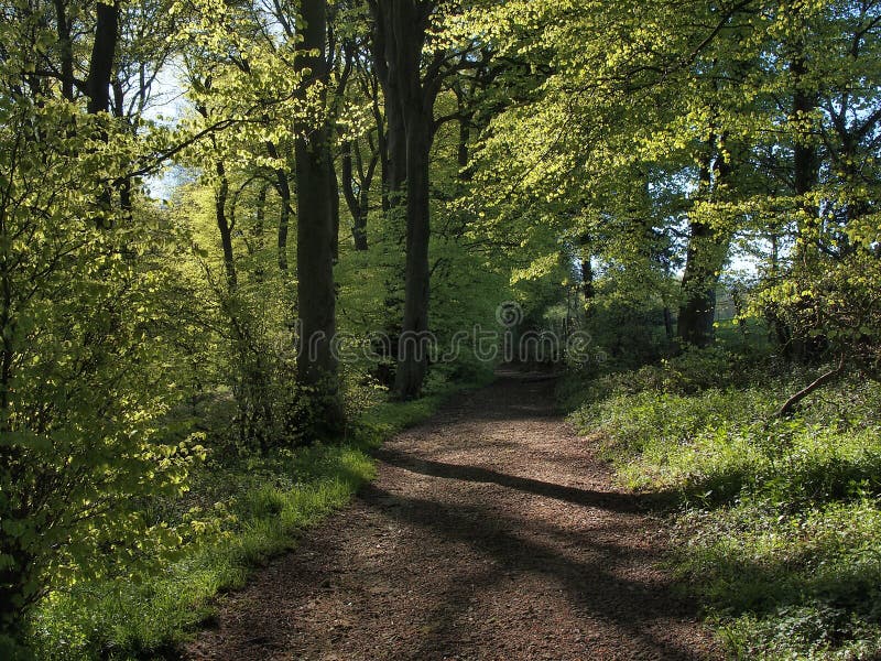 Spring woodland stock photo. Image of summer, forest - 69166632