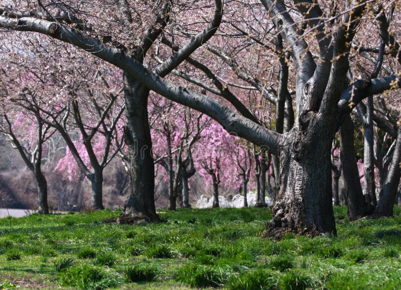 Spring woods stock photo. Image of forest, trees, spring - 11947710