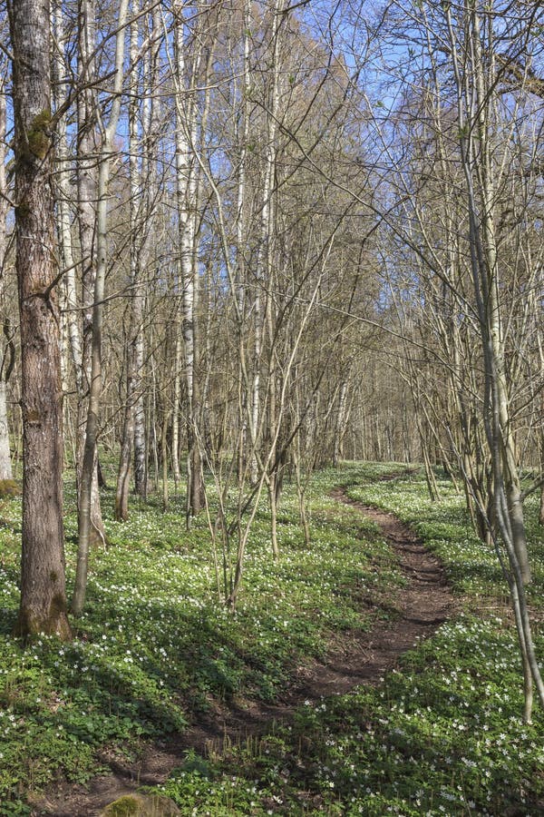 Spring woods stock image. Image of footpath, wildflowers - 28853817