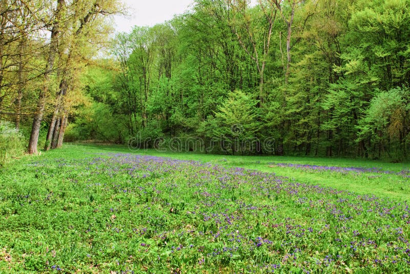 Spring in the woods stock image. Image of landscape, field - 30930463