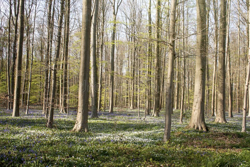 Spring in the woods stock image. Image of sustainability - 58448153