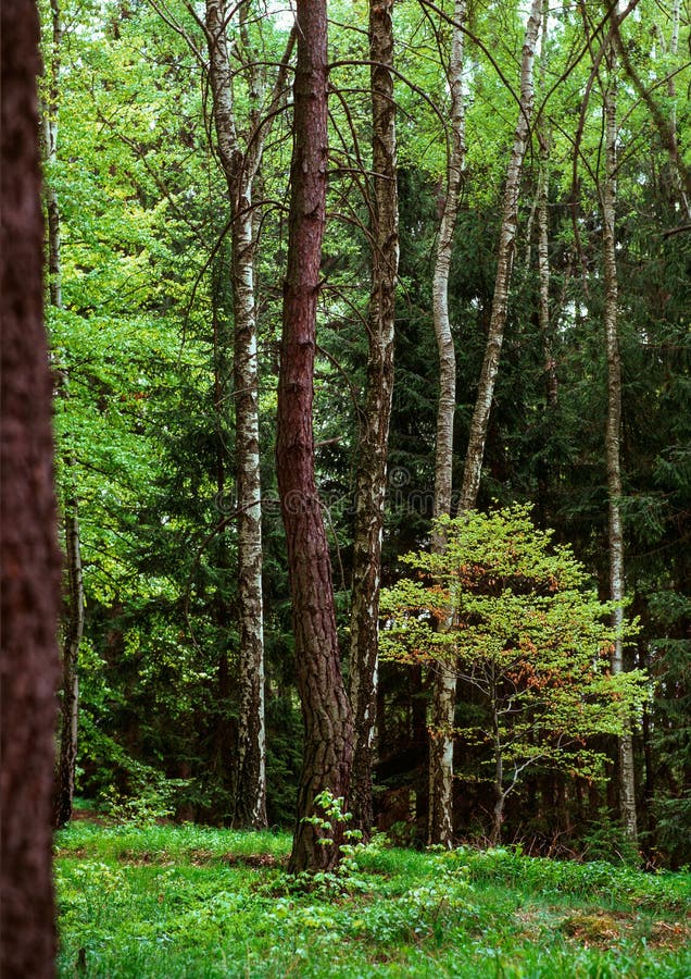 SPRING in the woods stock image. Image of atmosphere - 142841439