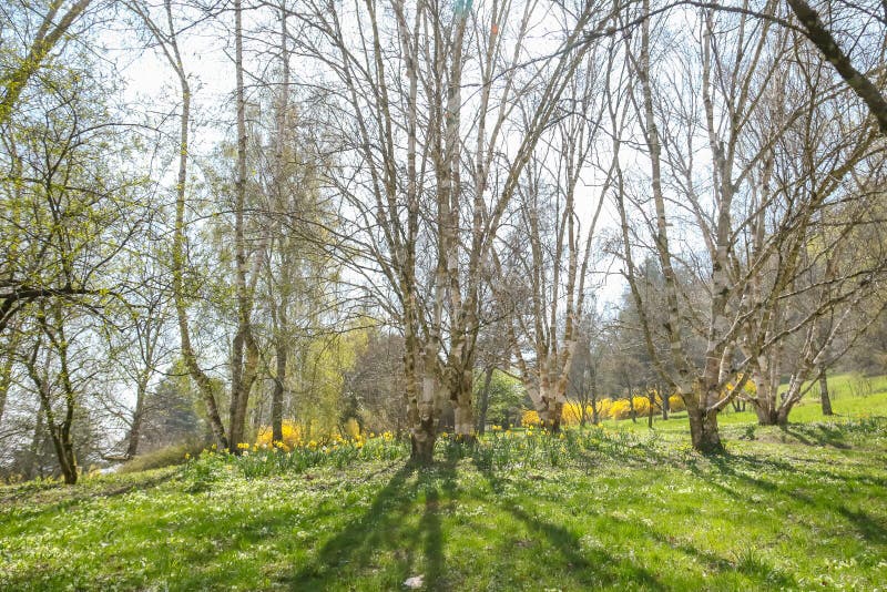 Spring in the woods stock photo. Image of start, flowers - 182717062