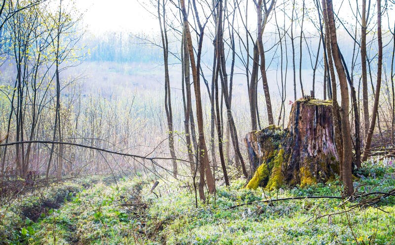 Spring in the Woods. Young Trees Near the Old Stumps in the Spring ...