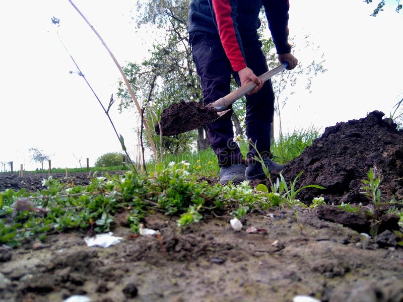 Spring Work in the Garden, Digging Pits Stock Photo - Image of farm ...