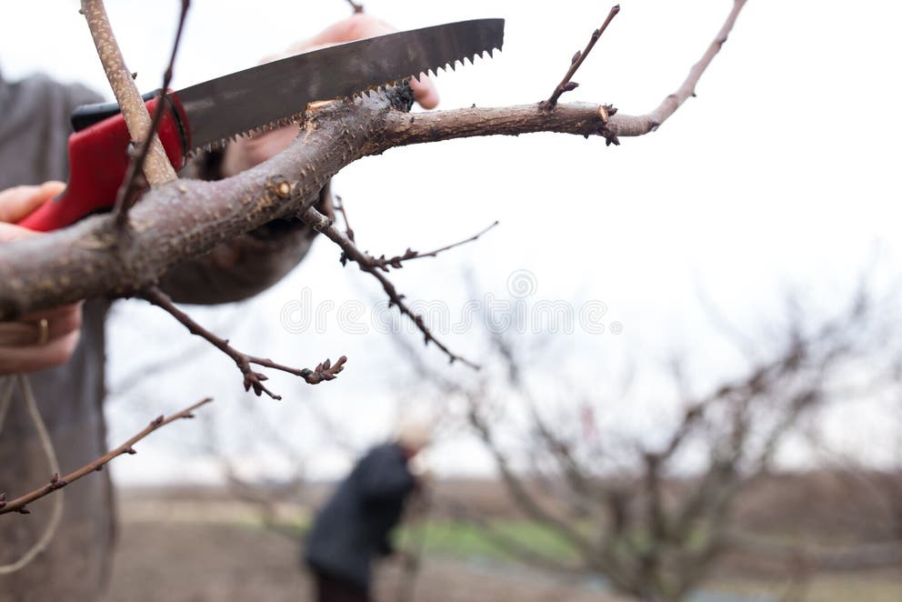 Spring Work in a Garden. Hand with a Garden Hacksaw. Pruning Trees ...