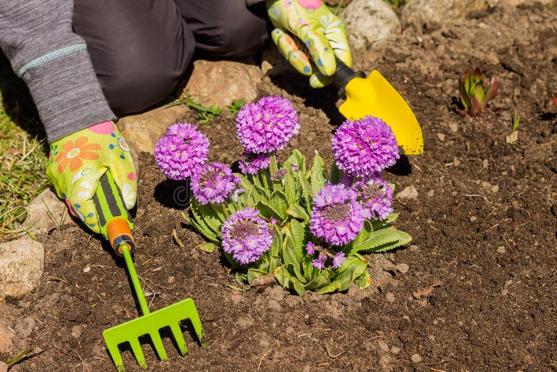 Spring Work on the Garden Plot for Flower Care, Loosening the Soil ...
