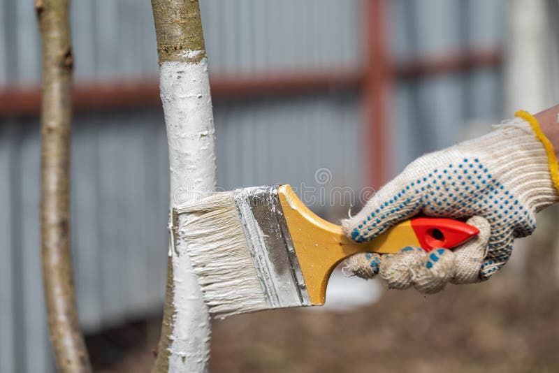 Spring Work in the Garden. Whitewashing of Trees in Spring. the Young ...