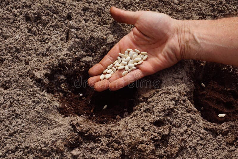 Spring Work in the Home Garden. Sowing the Seeds of String-bean Stock ...