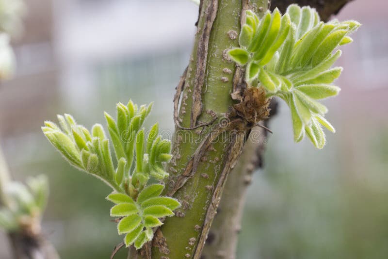 Spring Yang Green Leaves, Leaves, Fresh Style Stock Image - Image of ...