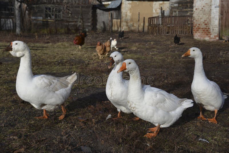 Spring in the Yard There are Four White Geese. Stock Photo - Image of ...