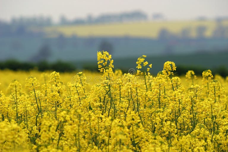 Spring Yellow stock photo. Image of flower, farming, lanscape - 19616