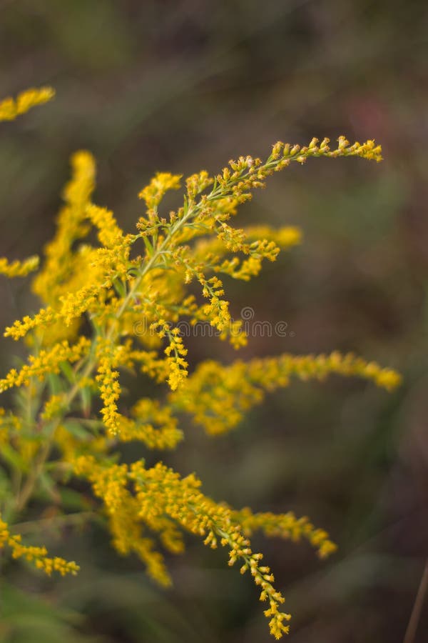 Spring yellow blossom stock image. Image of beauty, bright - 33174213