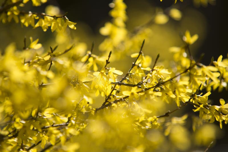Spring yellow blossom stock photo. Image of flowerbed - 69449412