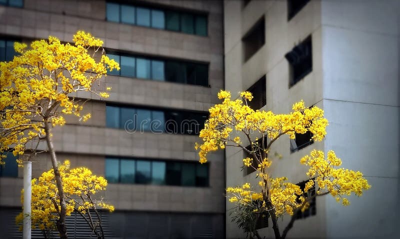 Spring stock photo. Image of noon, building, shot, spring - 155387606