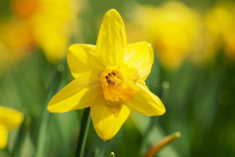 Spring yellow daffodil stock image. Image of easter, drops - 41497661