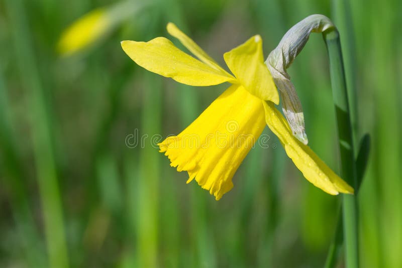 Daffodil flower close-up stock photo. Image of bulb, warm - 30259328