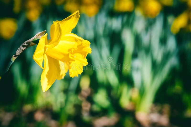 Spring yellow daffodil stock photo. Image of botany, bright - 39497318