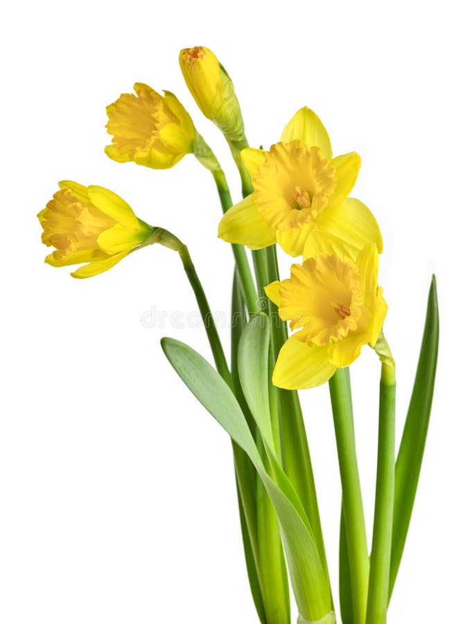 Spring shoots stock image. Image of close, daffodils, detail - 2223813