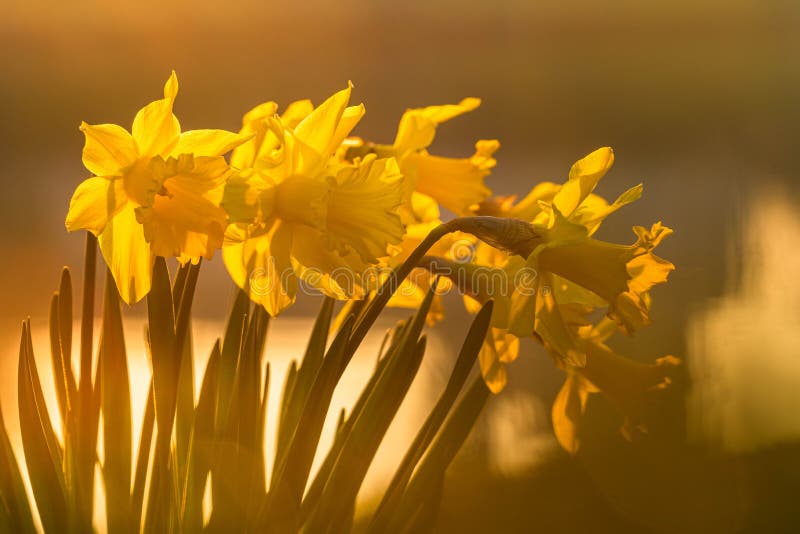Spring Yellow Daffodils, Daffodils in the Light of the Morning Sun ...