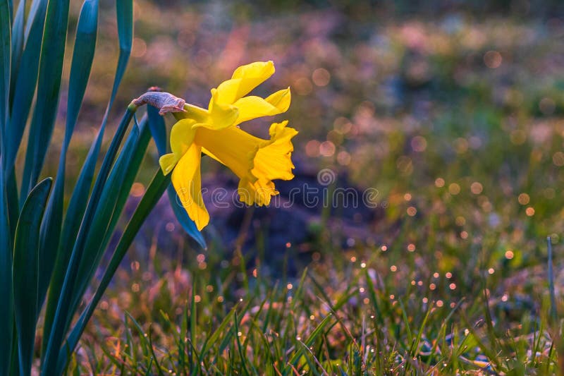 Spring Yellow Daffodils, Daffodils in the Light of the Morning Sun Stock Image - Image of ...