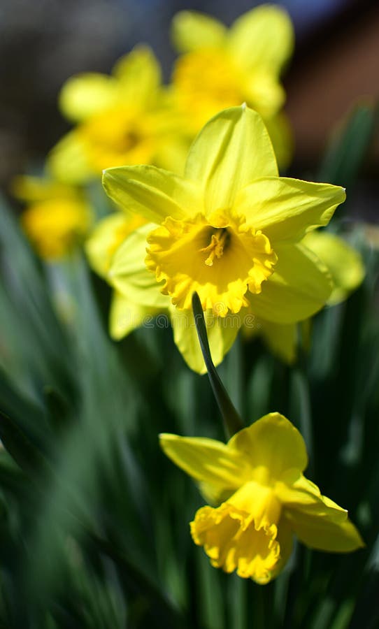 Spring yellow daffodils stock image. Image of abstract - 86184321