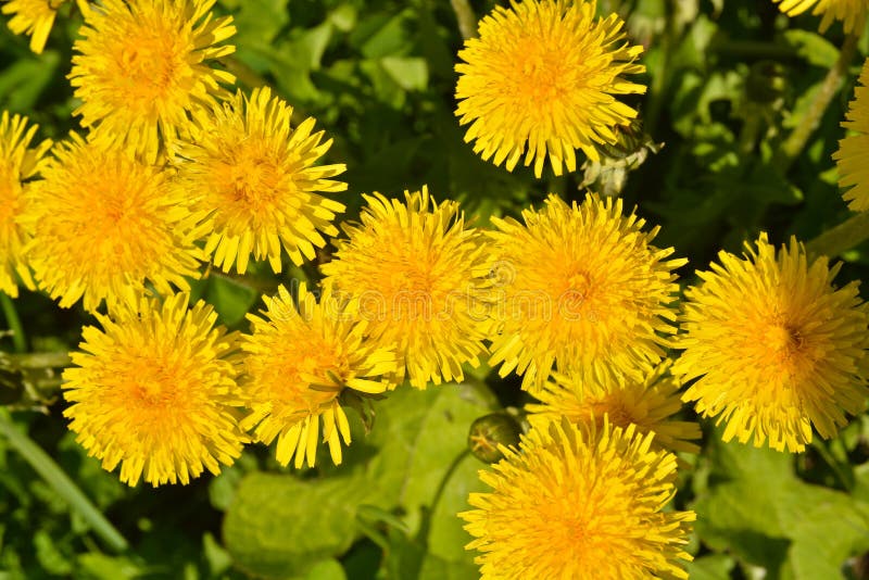 Spring yellow dandelions. stock image. Image of color - 85367851