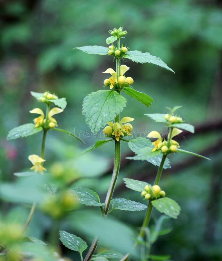 In Spring, Yellow Deaf Nettle (Lamium Galeobdolon) Blooms in the Forest ...