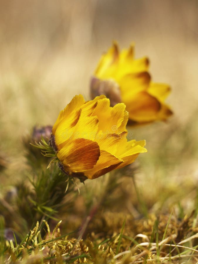 Spring yellow flower stock photo. Image of beautiful - 39003854
