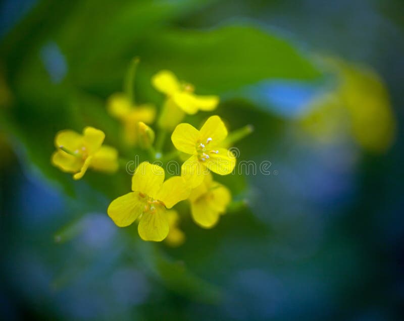 Spring Yellow Flower on a Blurred Background Stock Image - Image of ...