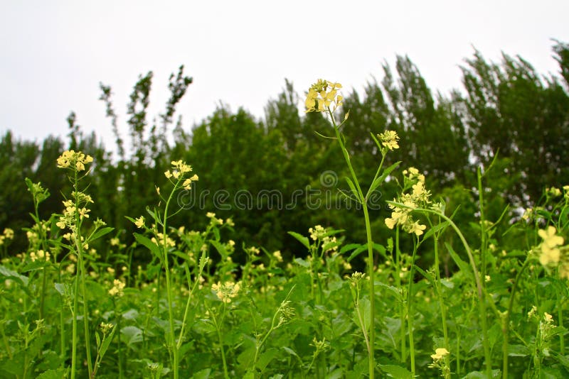 Spring Yellow Flower Fields Wild Flowers Stock Image - Image of ...