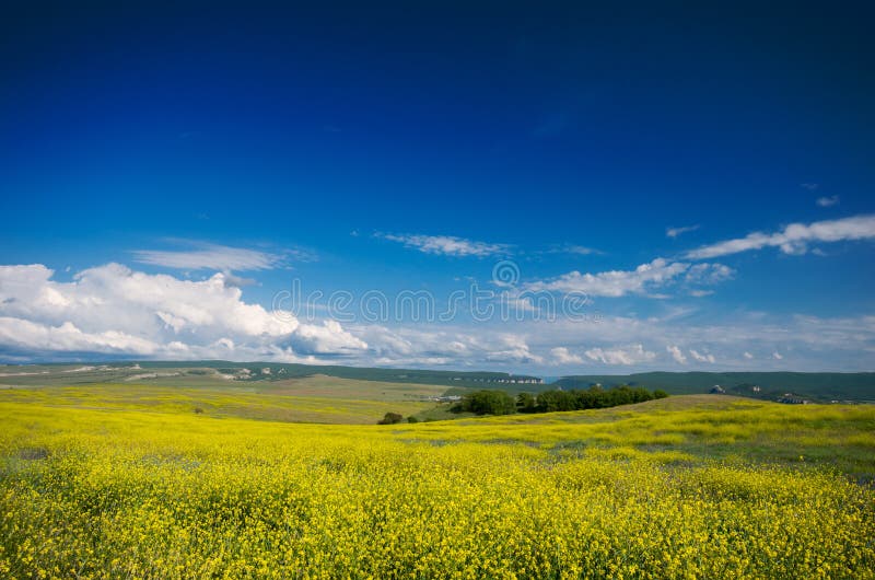 Spring Yellow Flower Meadow with Blue Sky Stock Image - Image of ...