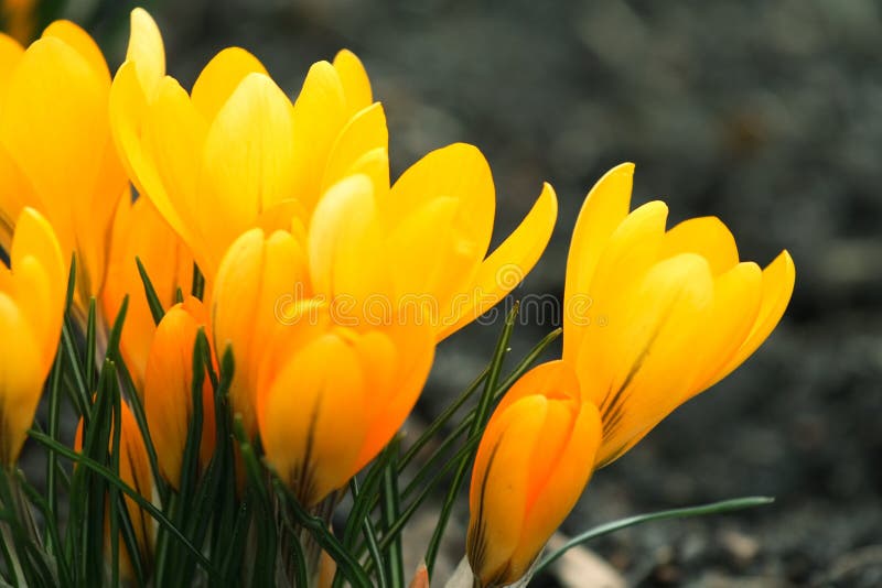 Spring yellow flowers stock photo. Image of bright, beauty - 4703472