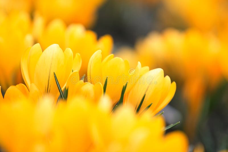 Spring yellow flowers stock photo. Image of bright, beauty - 4703472