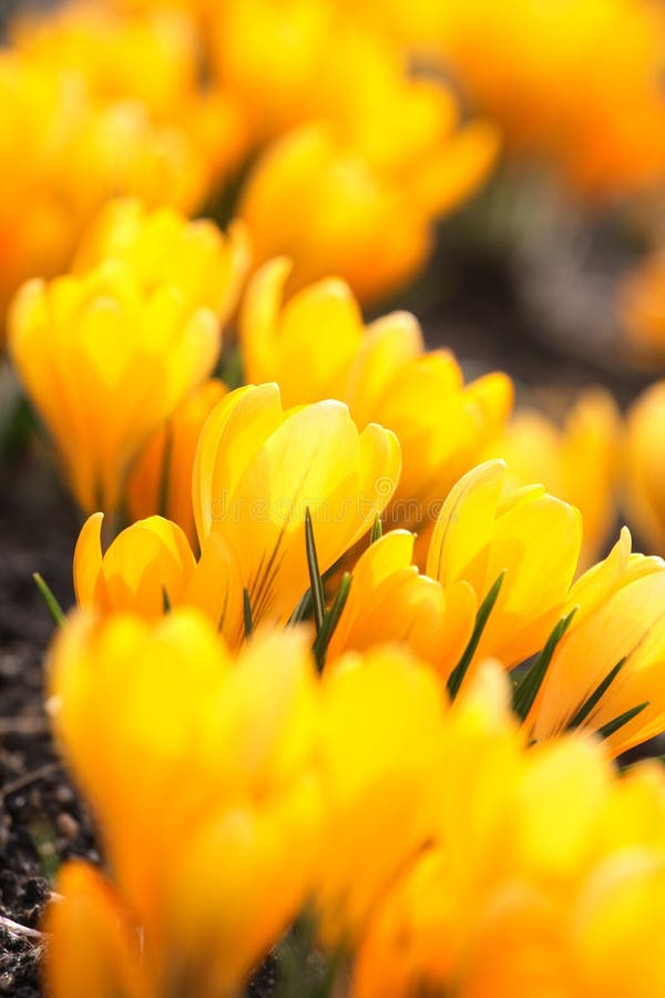 Spring yellow flowers stock photo. Image of bright, beauty - 4703472