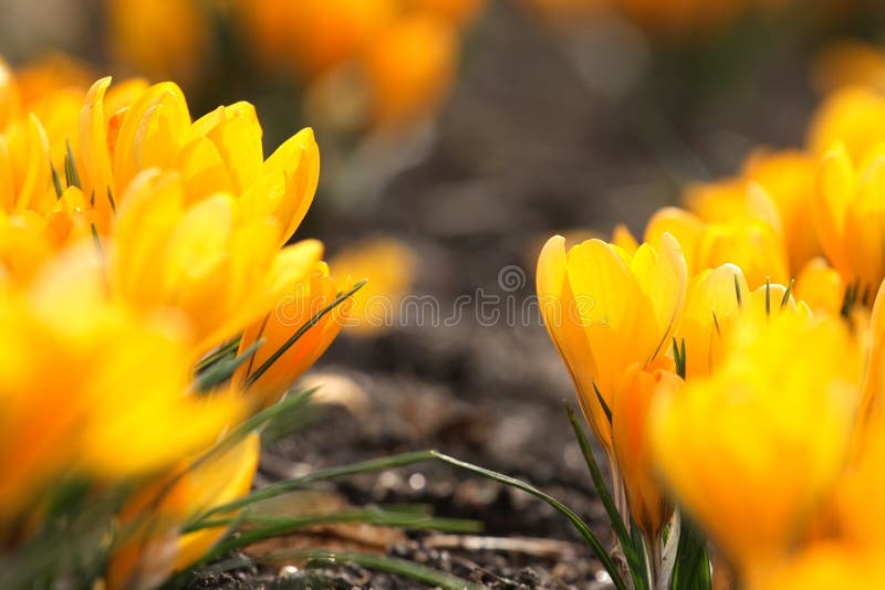 Spring yellow flowers stock photo. Image of bright, beauty - 4703472