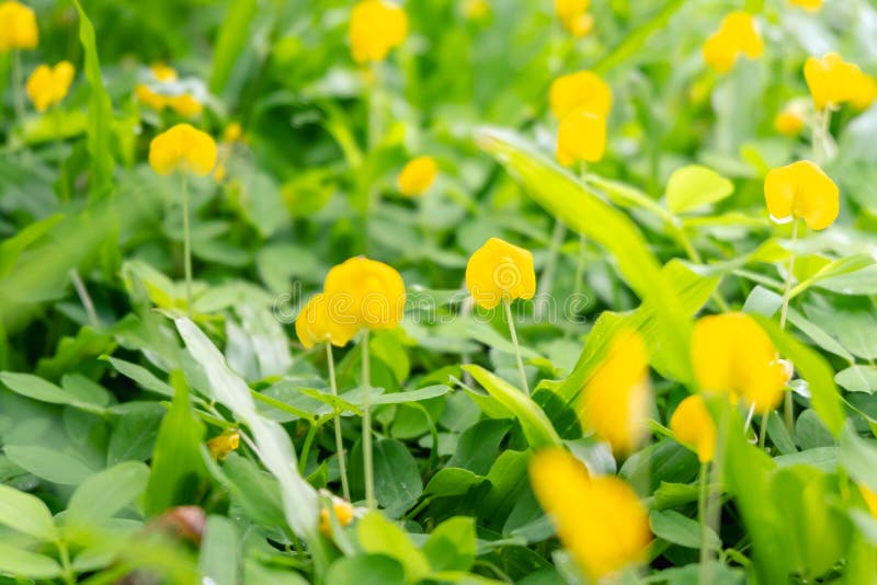 Spring Yellow Flowers Background with Morning Sunshine Stock Image ...