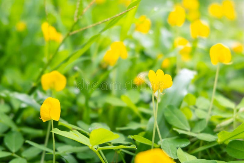 Spring Yellow Flowers Background with Morning Sunshine Stock Photo ...
