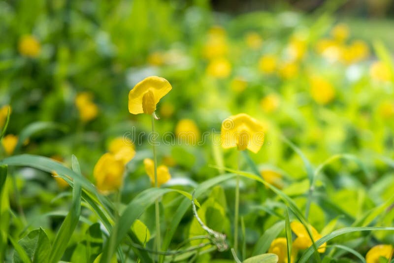 Spring Yellow Flowers Background with Morning Sunshine Stock Image ...