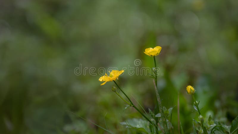 Spring Yellow Flowers, Blurred Natural Meadow Background Stock Image ...