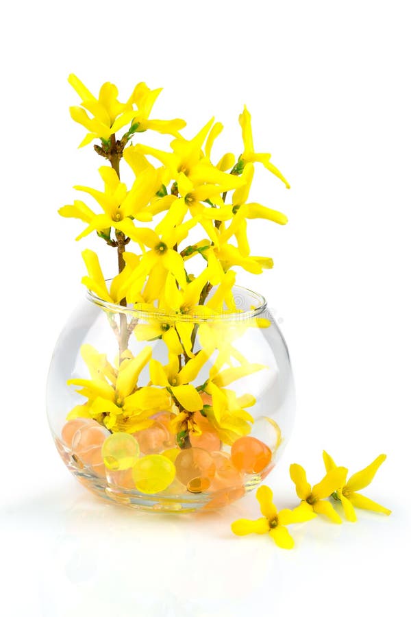 Spring Yellow Flowers in Bowl with Water Balls Stock Photo - Image of ...