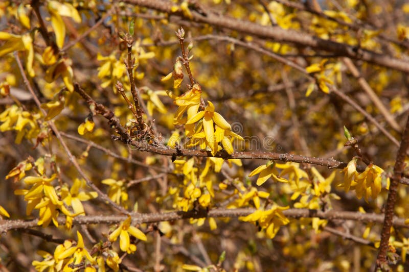 Spring Yellow Flowers Bush. Bright Yellow Forsythia Flowers on Solid ...